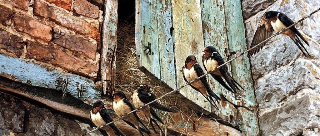 Poem 'Blue and Yellow Barn-Swallows' and Other Poetry by Reid McGrath ...