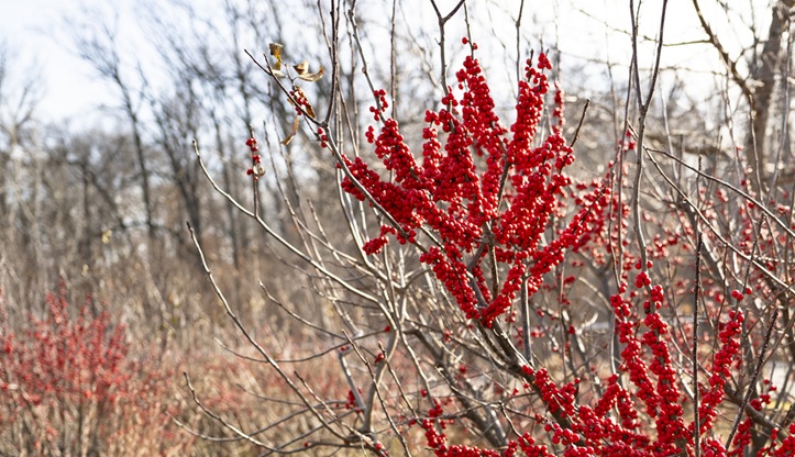 Poem 'Winterberry': A Poem by Rohini Sunderam | Society of Classical Poets